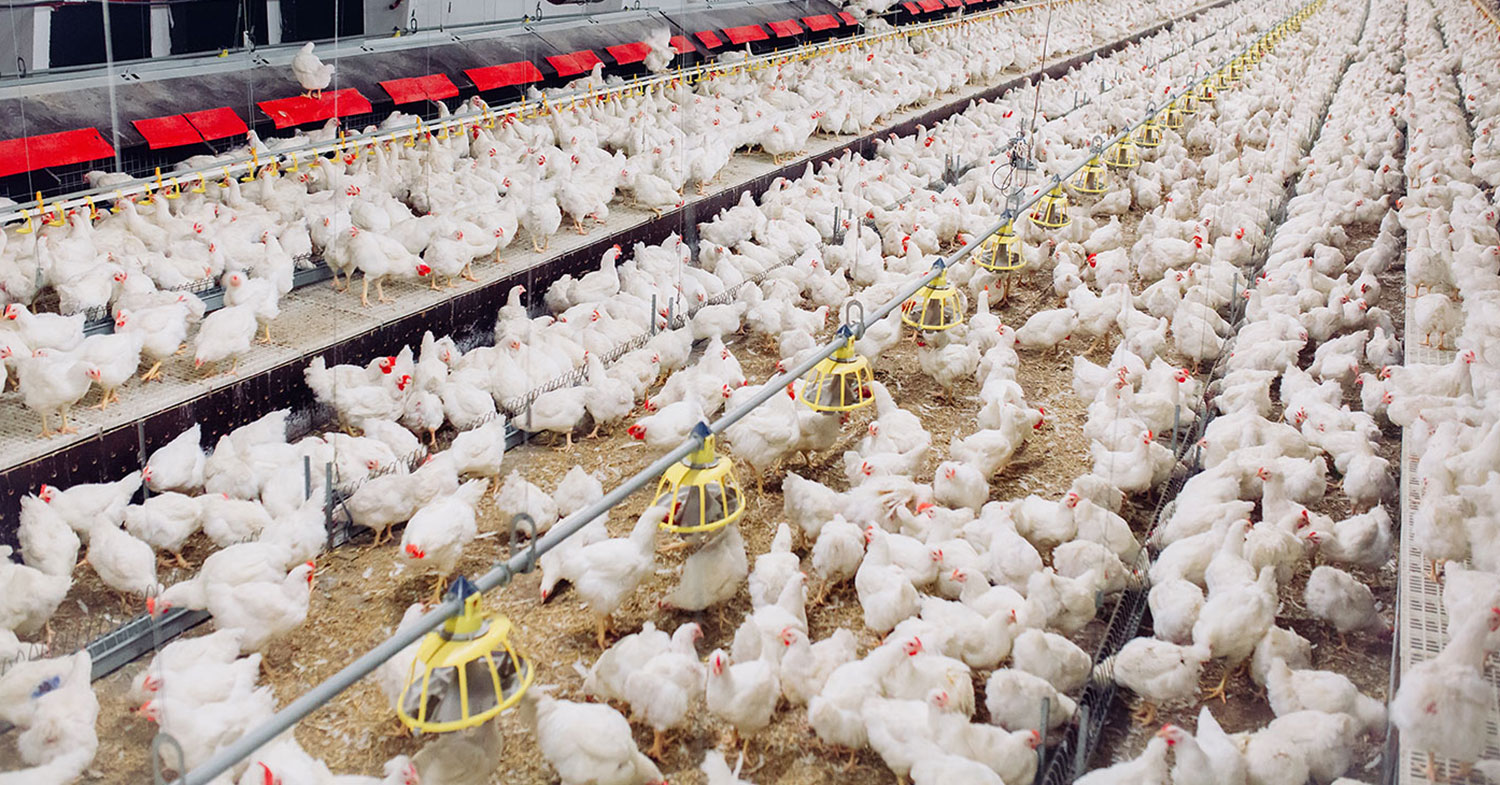 Litter Amendments - Penn Valley Farms