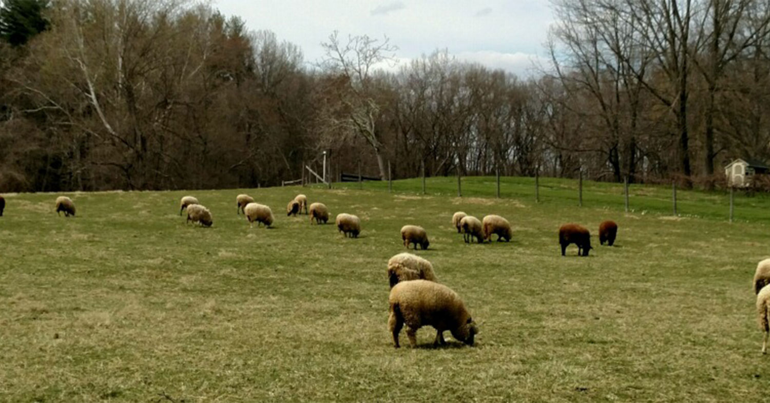 More Hay and Healthier Sheep - Penn Valley Farms