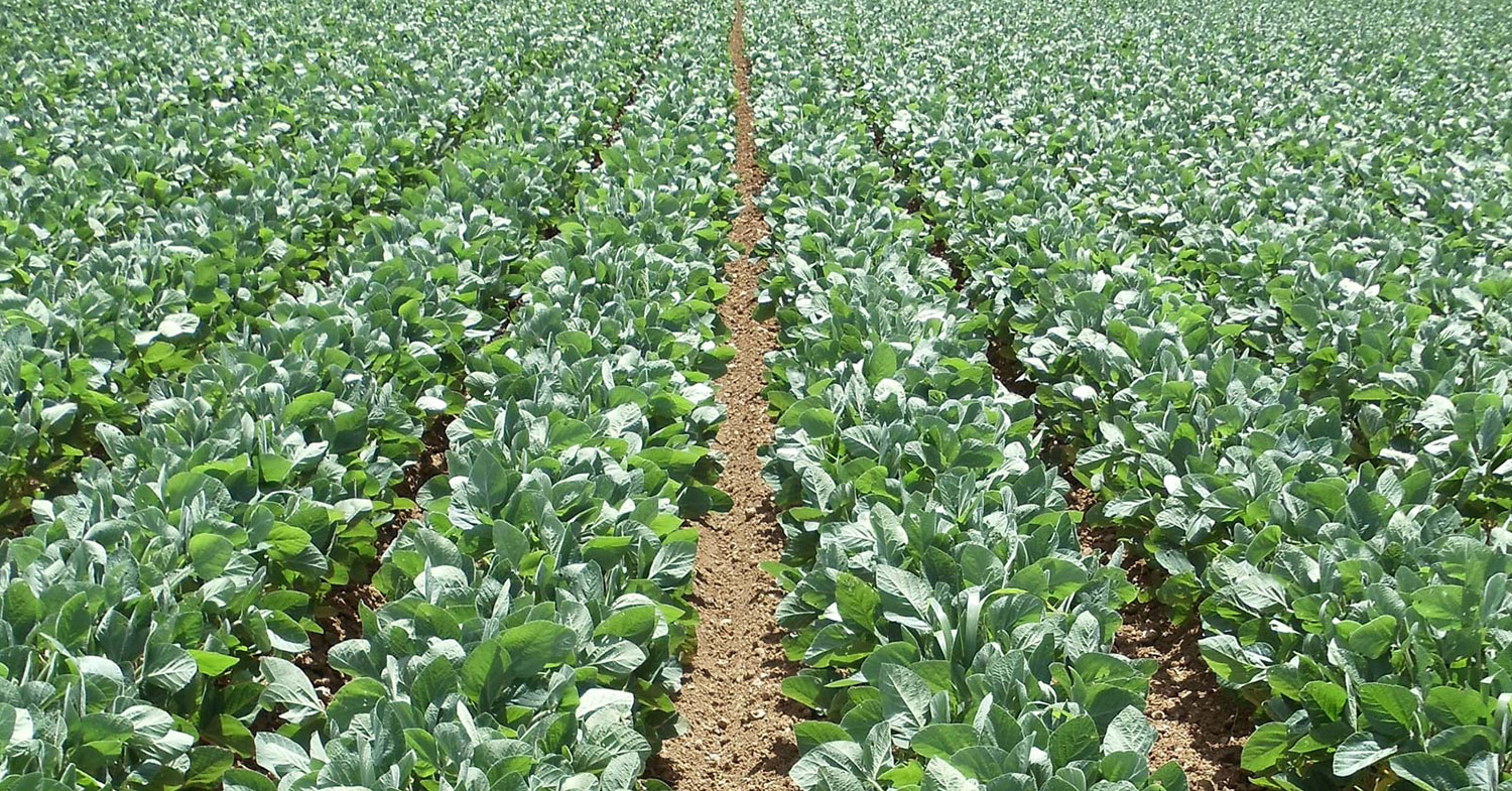 Weed Control - Penn Valley Farms